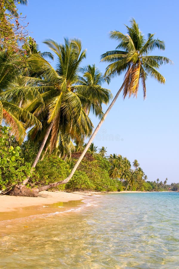 Plage Tropicale Avec Le Cocotier Photo stock - Image du destinations ...
