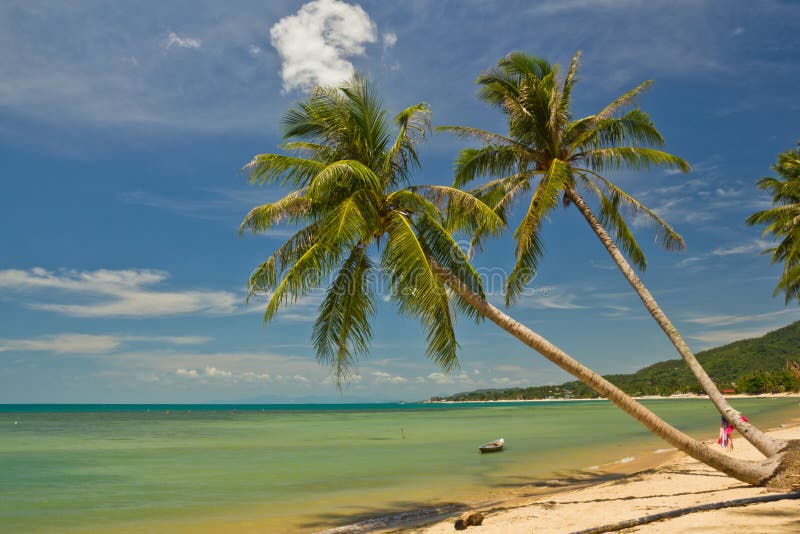 Plage Tropicale Avec Le Cocotier Image stock - Image du course, lame ...