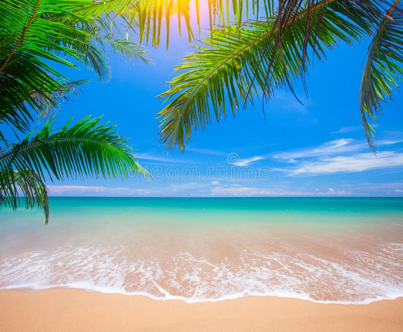 Plage Tropicale Avec Le Cocotier Photo stock - Image du vacances ...