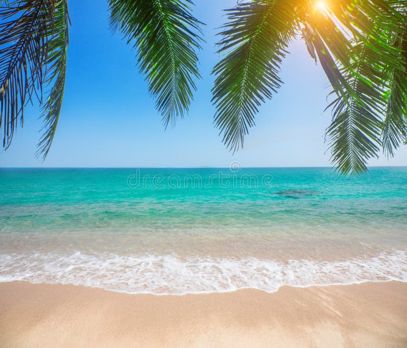 Plage Tropicale Avec Le Cocotier Image stock - Image du côte, lagune ...