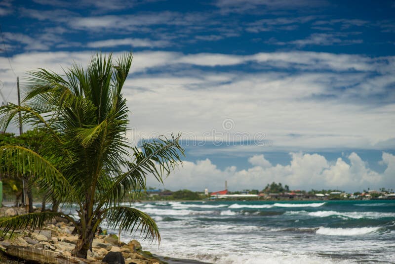 Plage Tropicale Avec Le Cocotier Et La Mer Photo stock - Image du océan ...