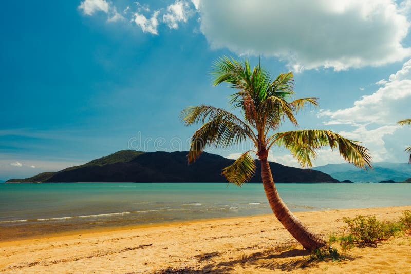 Plage Avec Le Cocotier Et La Mer Photos Stock - Téléchargez 274 Photos ...