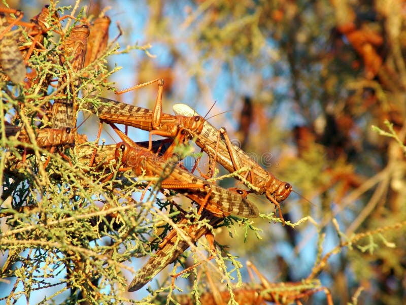 Plague of Locusts stock photo. Image of tree, locusts - 19264674