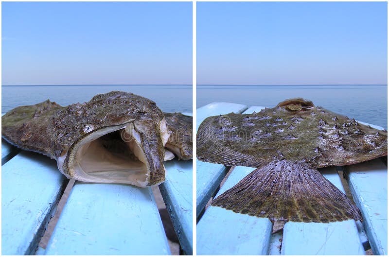 Plaice stock image. Image of looking, fish, detail, leisure - 11933665