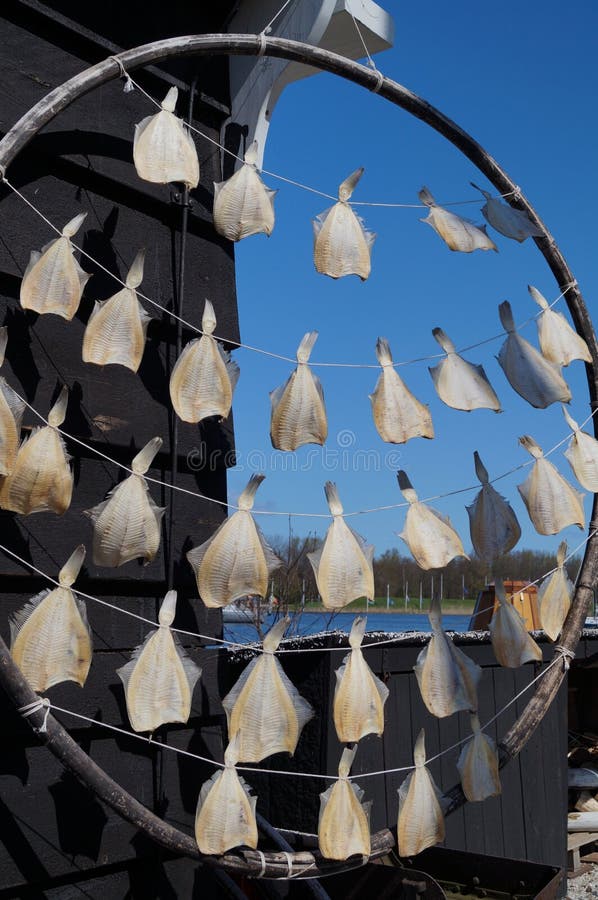 Plaice Drying on a Rack in the Wind Stock Photo - Image of house ...