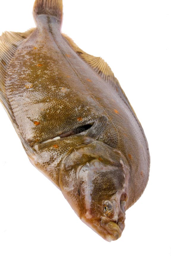 Plaice fish stock photo. Image of catch, fishing, food - 20832278