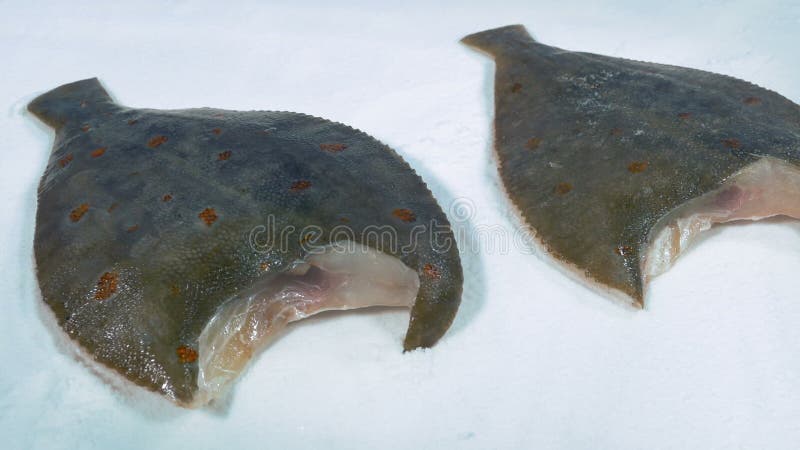 Plaice Fish on the Ice stock video. Video of fish, counter - 192290665