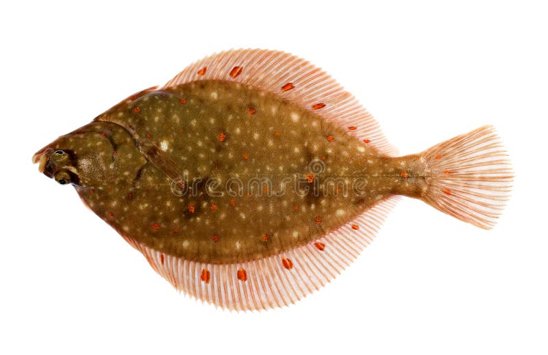 Plaice Fish stock image. Image of plaice, animal, fish - 12913119