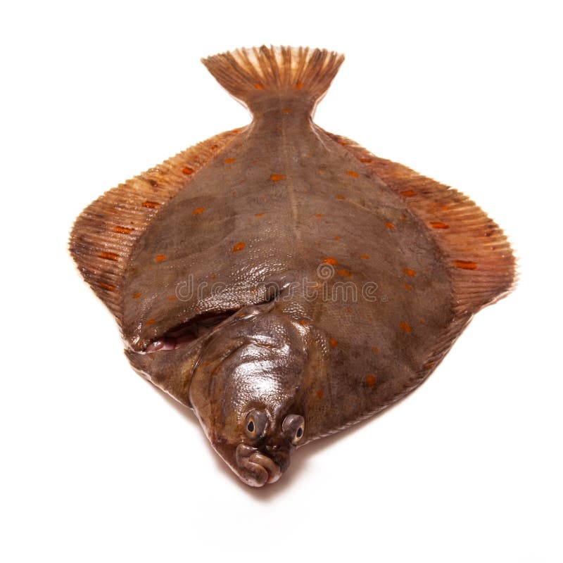 Plaice Fish stock image. Image of plaice, animal, fish - 12913119