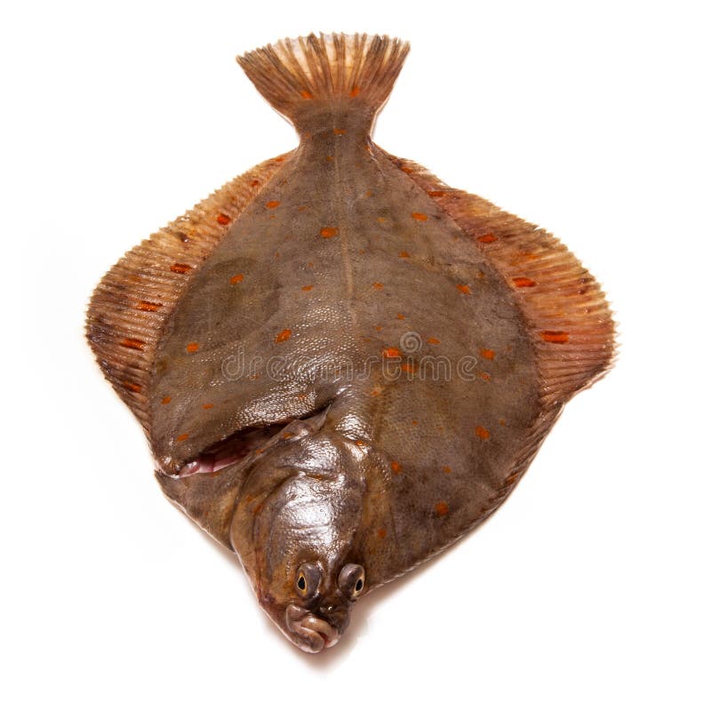 368 Plaice Fish Isolated Stock Photos - Free & Royalty-Free Stock ...