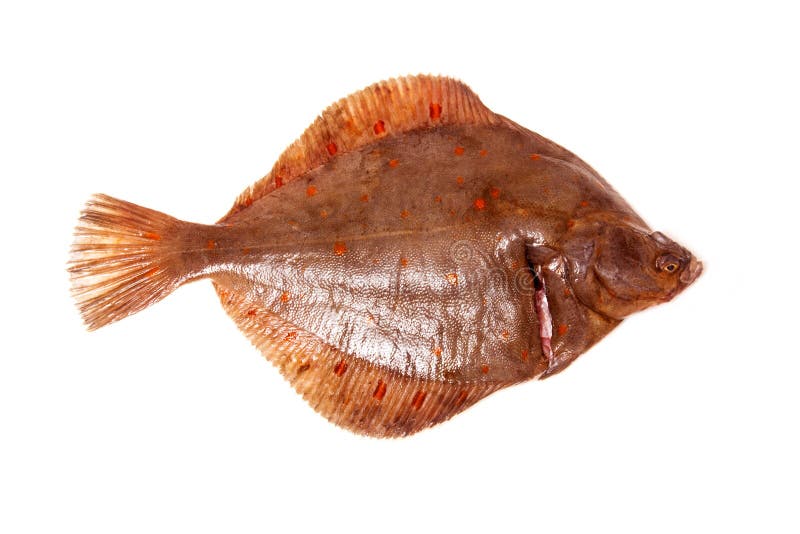 Plaice Fish Isolated On A White Studio Background. Stock Photo - Image ...