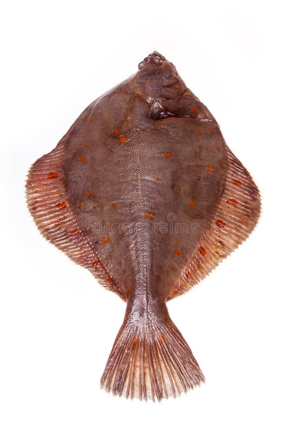 Plaice Fish Isolated on a White Studio Background. Stock Photo - Image ...