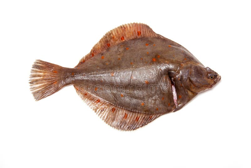 Plaice Fish Isolated on a White Studio Background. Stock Photo - Image ...