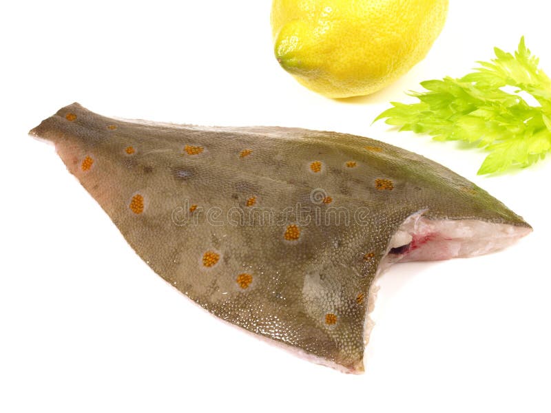 Plaice Fish stock image. Image of plaice, animal, fish - 12913119