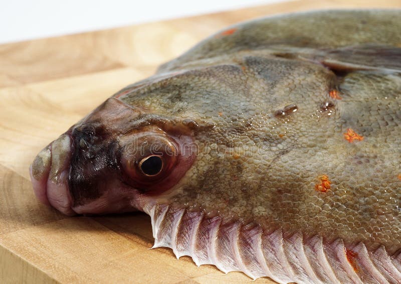 FRESH PLAICE Pleuronectes Platessa Stock Foto - Image of studio, wild ...