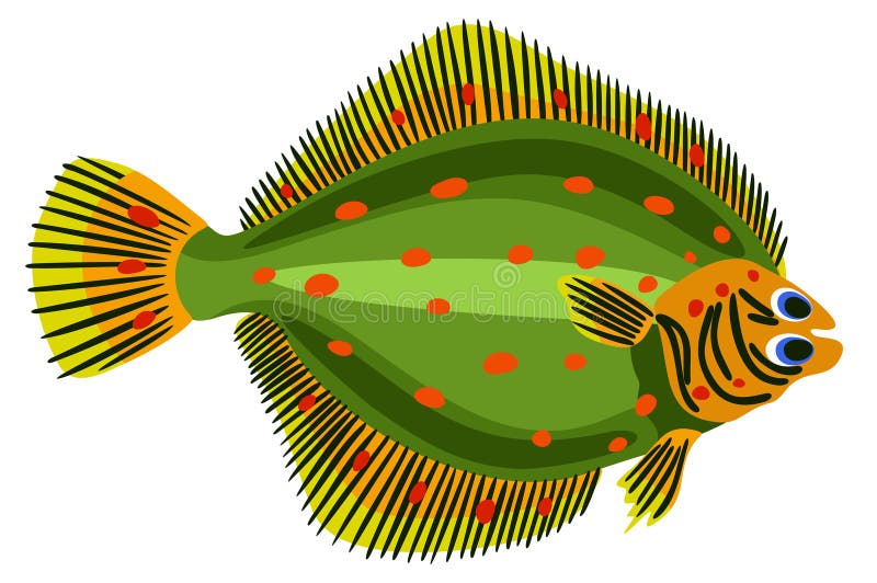 Plaice. Vector Bright Isolated Illustration. Flounder. Stock Vector ...