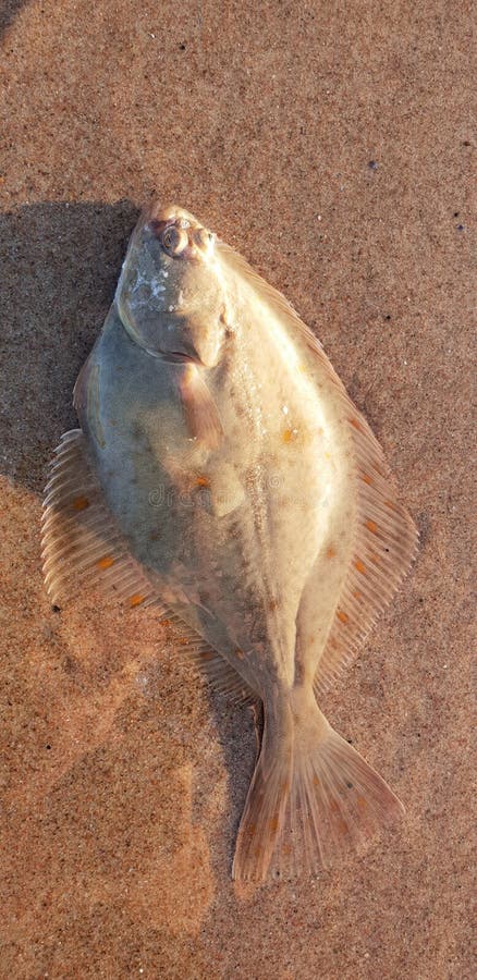 A Plaid Fish, Flatfish Laying on the Sand Near Sea Stock Photo - Image ...