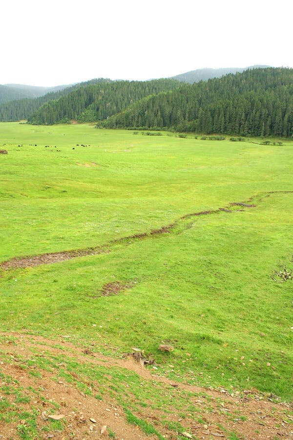 Plain stock photo. Image of landscape, meadow, cloud - 10631774
