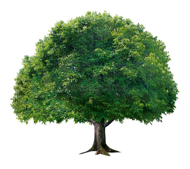 Plain Apple Tree stock photo. Image of fruit, nature - 73407132