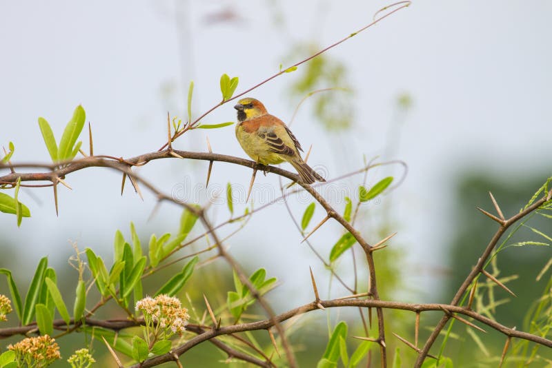 Plain Backed Sparrow Standing on Branch Stock Image - Image of forest ...