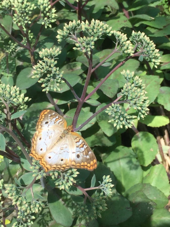 Plain butterfly stock photo. Image of leaves, relaxing - 96062816