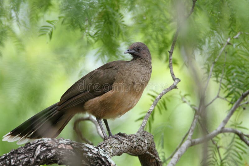 Chachalaca stock image. Image of chachalaca, valley, bird - 9838663