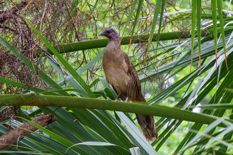 Plain Chachalaca (with Red Throat Patch for Breeding Season) Perched in ...