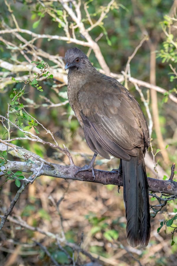 Plain Chachalaca in Thicket Stock Image - Image of face, branch: 287891993