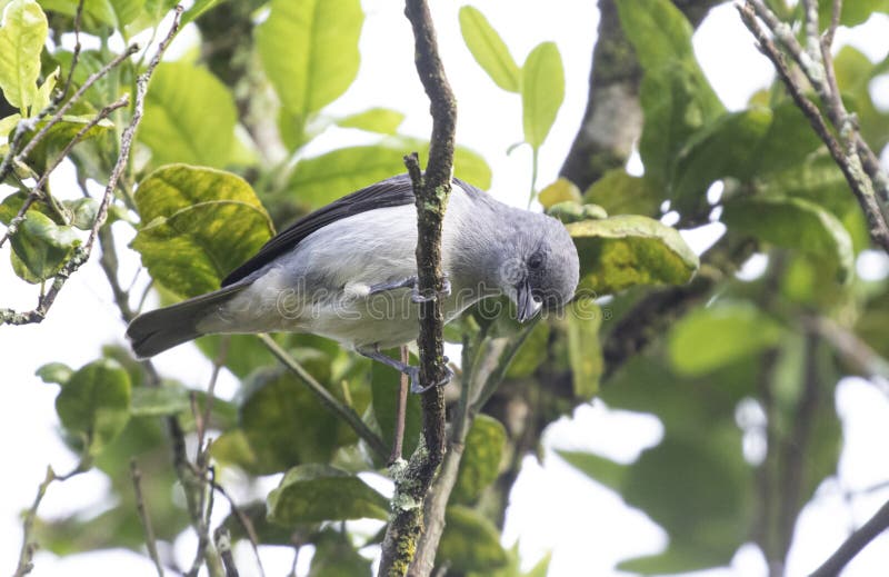 Plain-colored Tanager Tangara Inornata Stock Photo - Image of gray ...