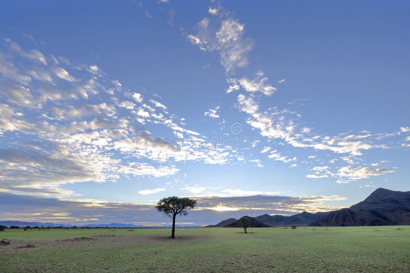 The Plain is Covered with Young Green Grass Stock Photo - Image of ...