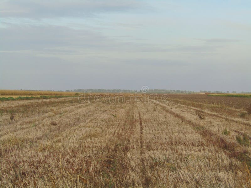 Plain at Dusk during the Summer Season Stock Photo - Image of rural ...