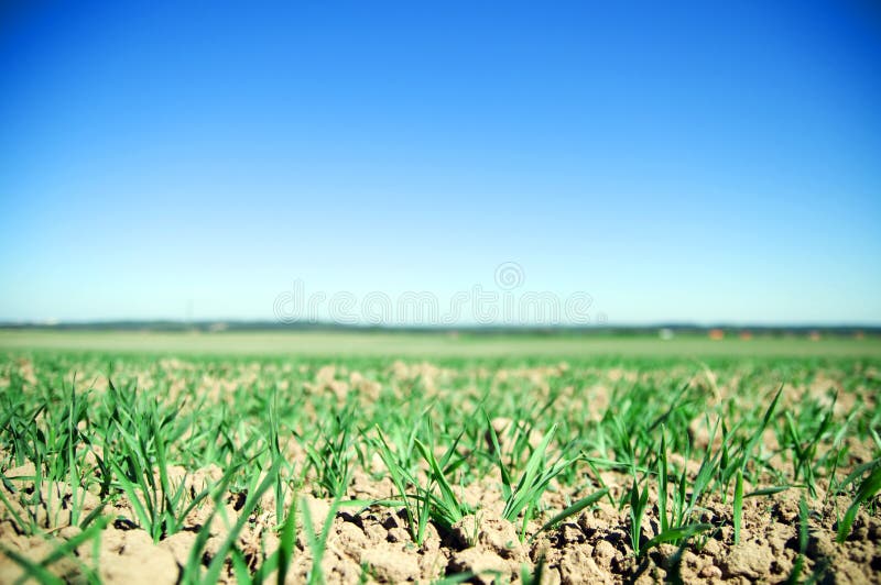 Plain field lanscape stock photo. Image of agriculture - 9227608