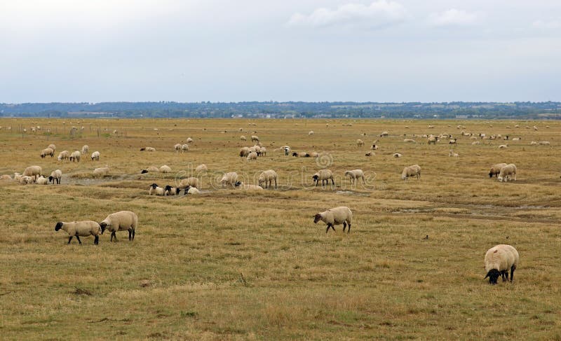 Plain with Flock of Many Sheep and Lambs Grazing Stock Photo - Image of ...