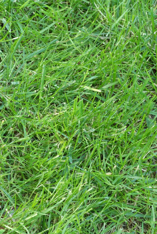 Plain Grass stock image. Image of garden, summer, parks - 5192571