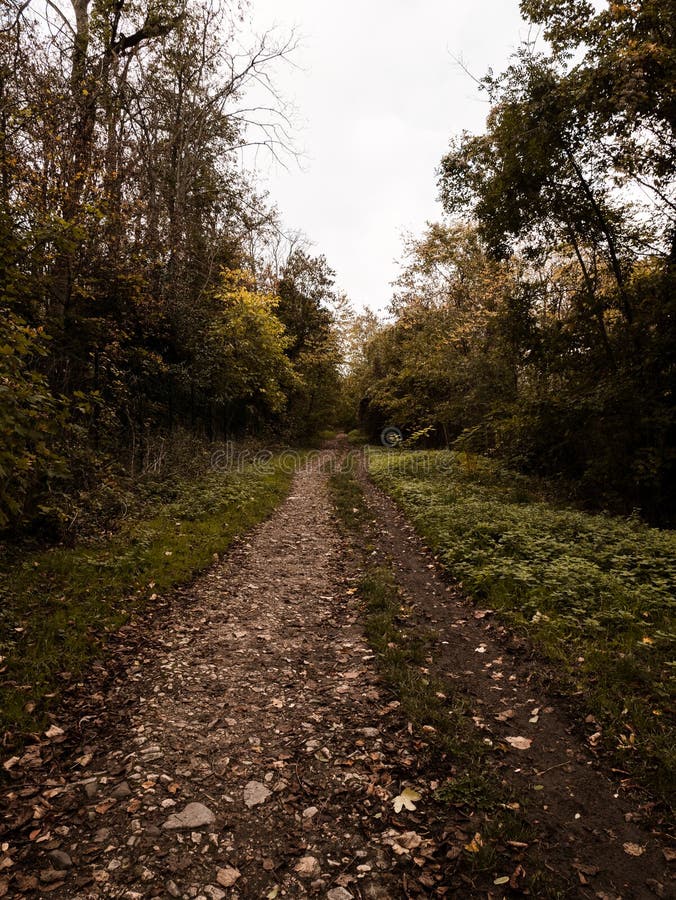 A path of dead leaves stock image. Image of drink, leaf - 201190871