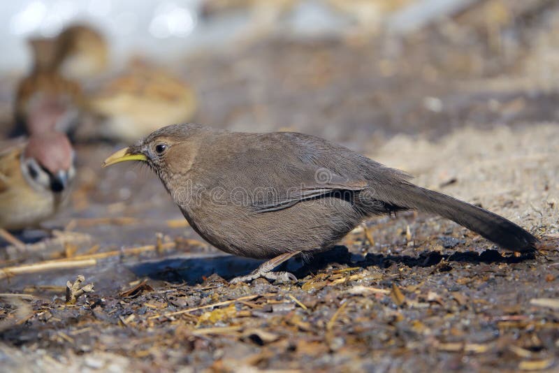 Plain Laughingthrush stock photo. Image of nature, natural - 135349438