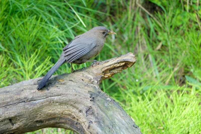 Plain Laughingthrush stock image. Image of plant, wildlife - 277963149