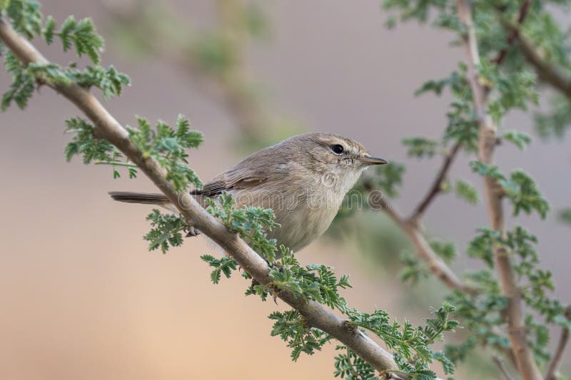 Plain Leaf Warbler (Phylloscopus Neglectus) in a Tree in the Middle ...
