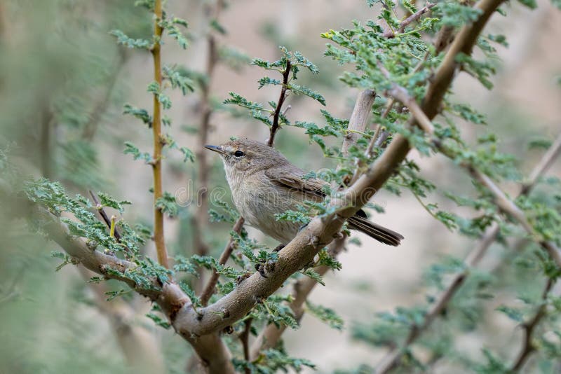 Plain Leaf Warbler (Phylloscopus Neglectus) in a Tree in the Middle ...