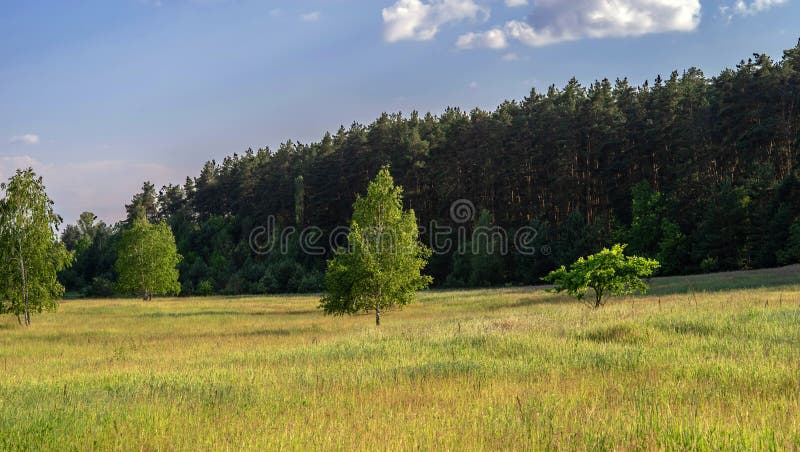 A Plain with Lonely Trees Against the Backdrop of a Pine Forest Stock ...