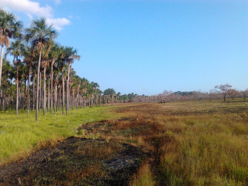 Plain and morichales stock image. Image of sabana, venezuela - 68600667
