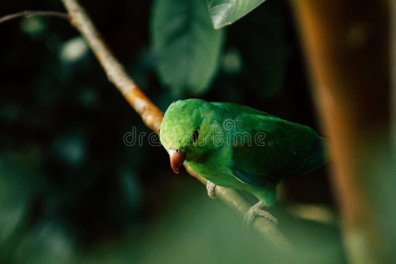 Plain Parakeet`s Beautiful Close Up Stock Photo - Image of closeup ...