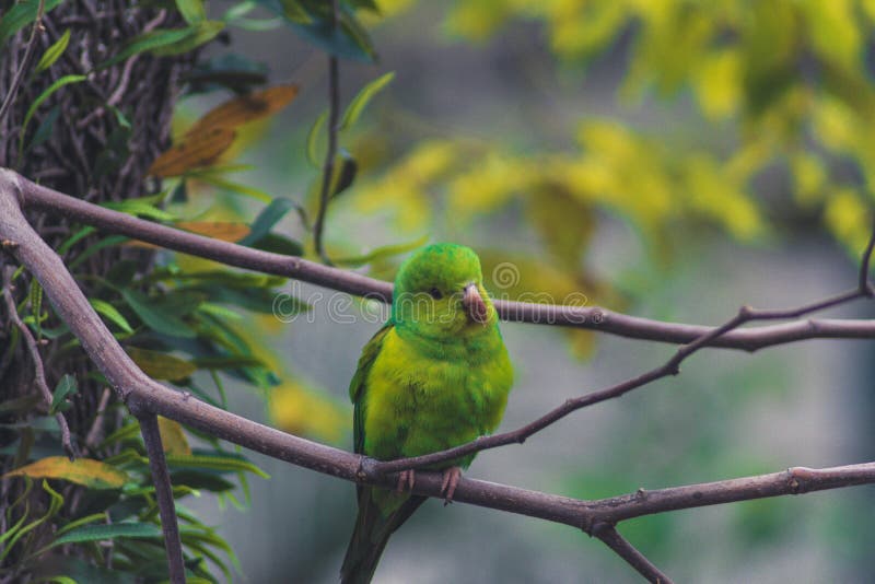 A little Plain Parakeet stock photo. Image of bird, feather - 166608164