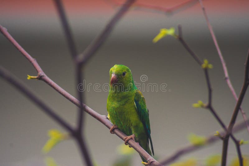 A little Plain Parakeet stock image. Image of leaves - 166608519