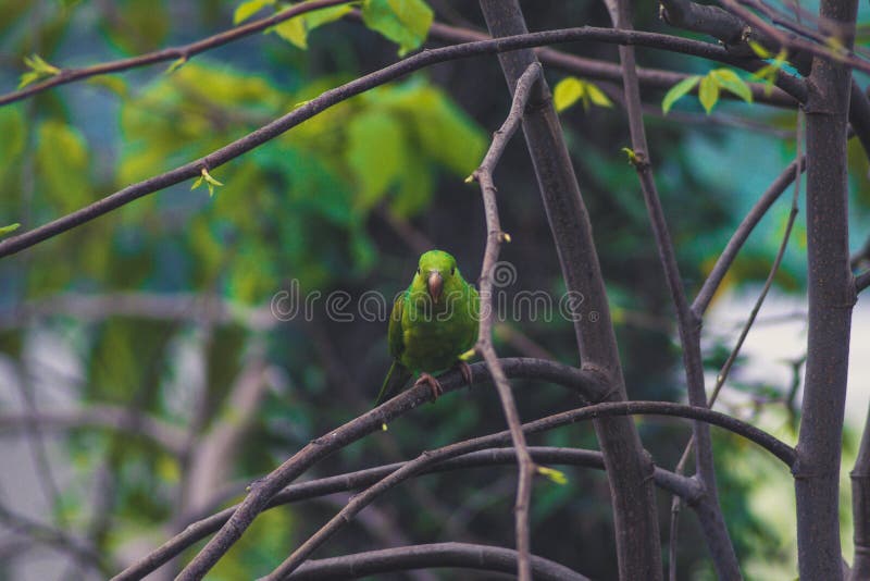 A little Plain Parakeet stock image. Image of green - 166608749