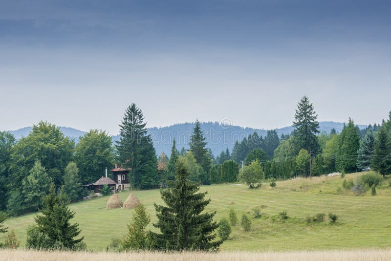 Mountain Fields and Pine Forest. Stock Image - Image of sheep, tara ...