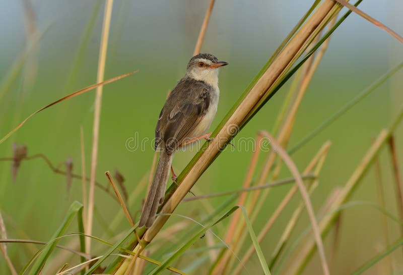 Plain prina stock image. Image of animal, outdoor, green - 84593953