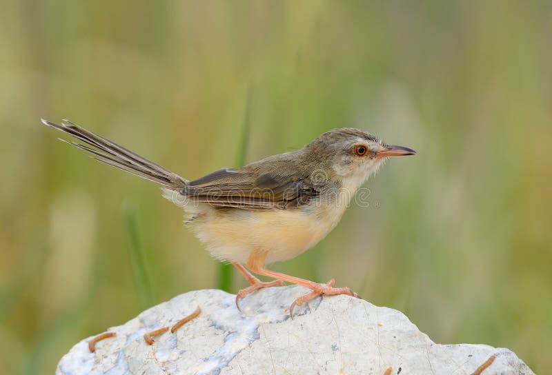 Plain prina stock photo. Image of green, animal, inornata - 84596962