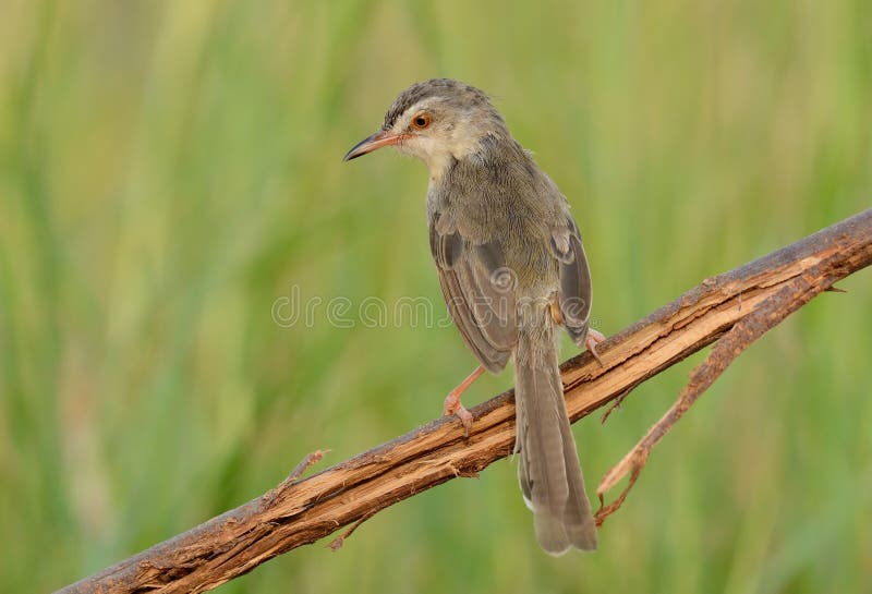 Plain prina stock image. Image of beautiful, nature, bird - 84601251