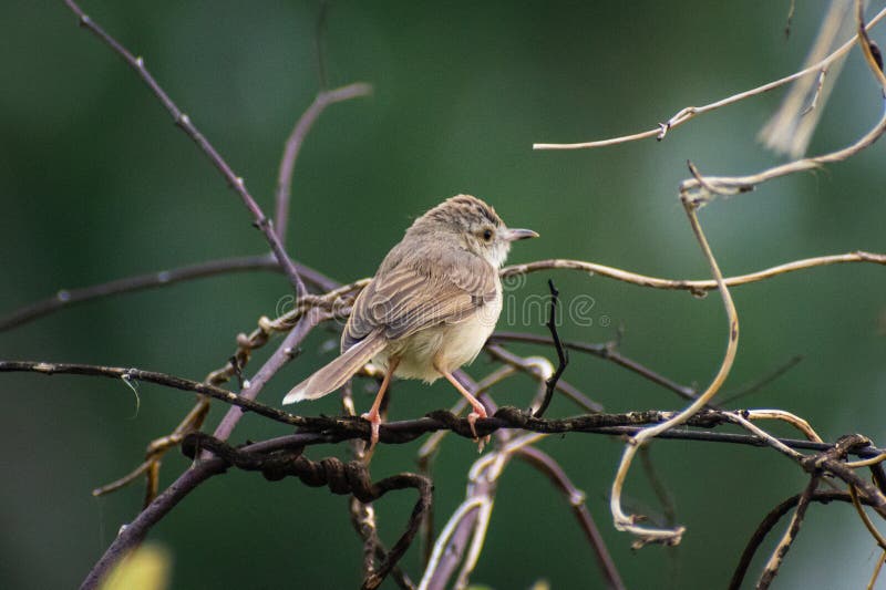 Plain Prinia, Also Known As the Plain Wren-warbler Stock Photo - Image ...